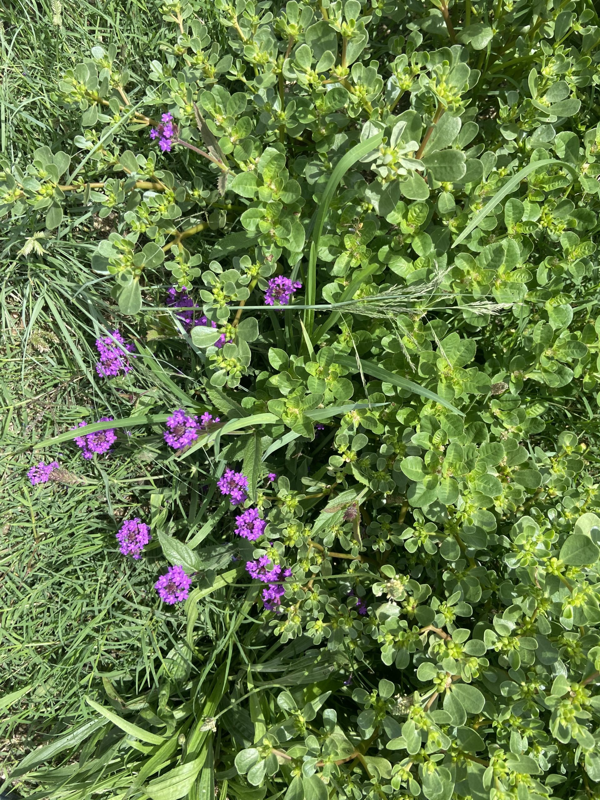 Weed Control | Tenterfield Shire Council