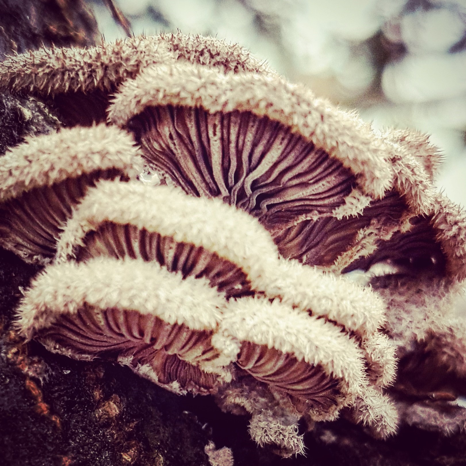 News & Events | Tenterfield Shire Council