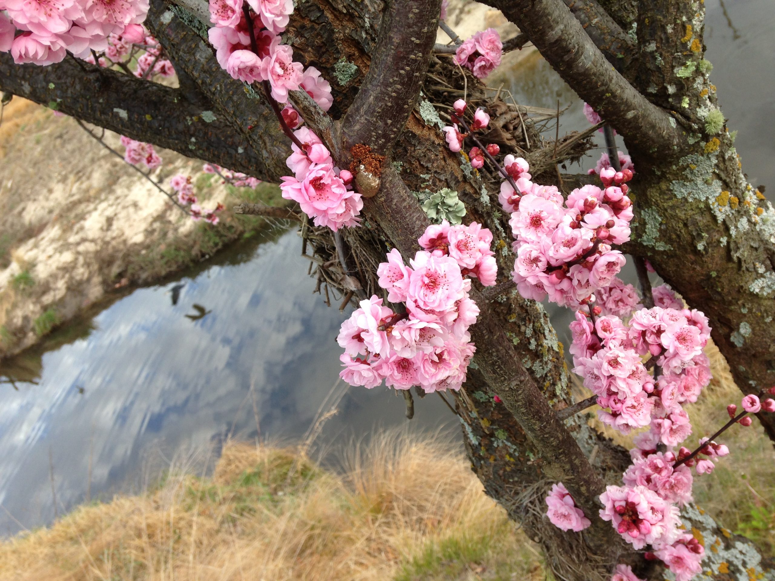 Council Documents | Tenterfield Shire Council