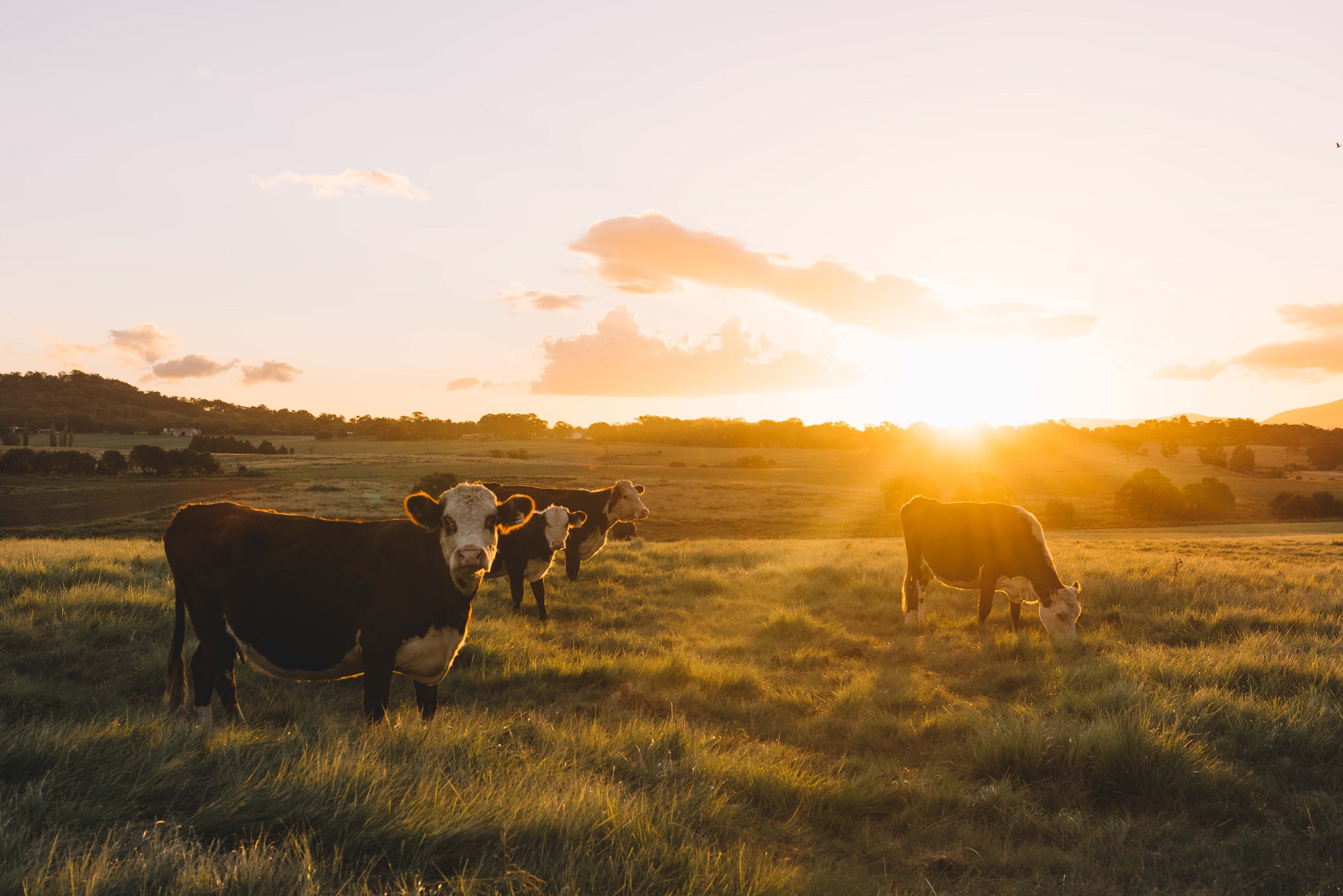 Moving to Tenterfield | Tenterfield Shire Council