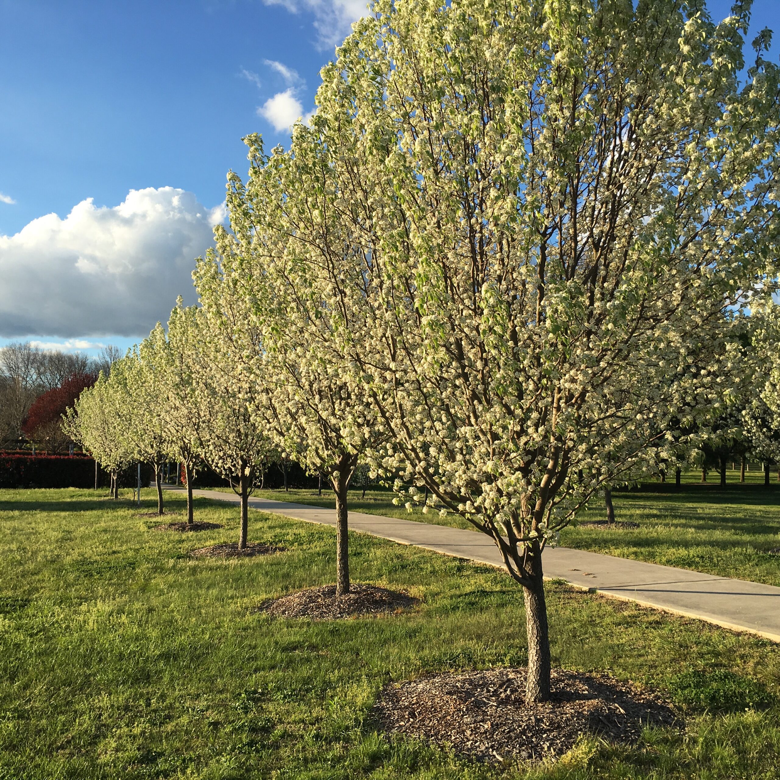Tenterfield Town Parks | Tenterfield Shire Council
